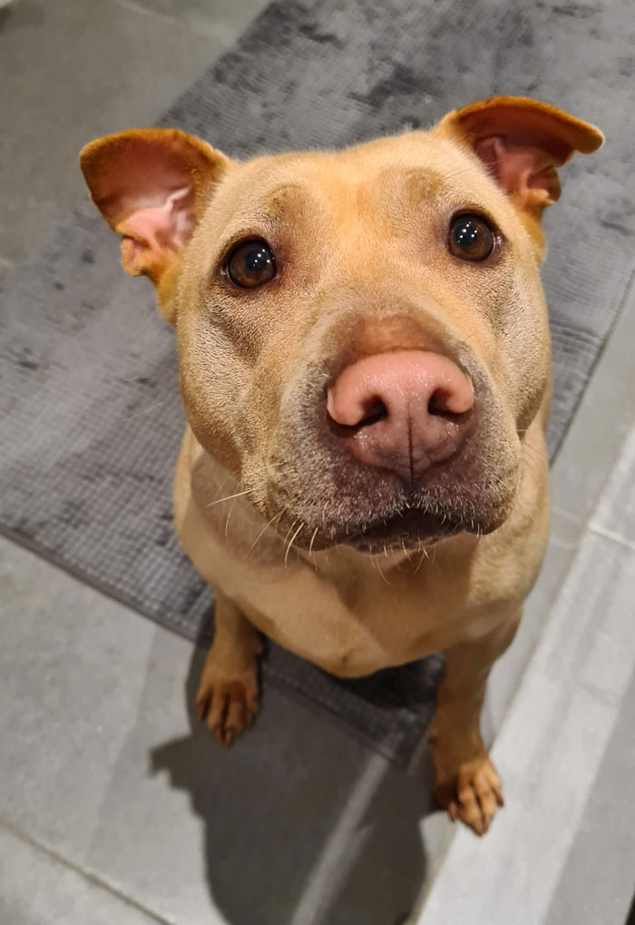 misha_red | BFF Strays